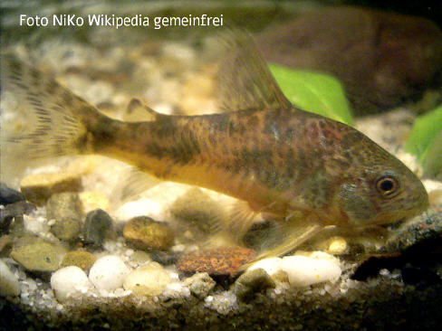 Fische Marmorierter Panzerwels Fisch Fischart